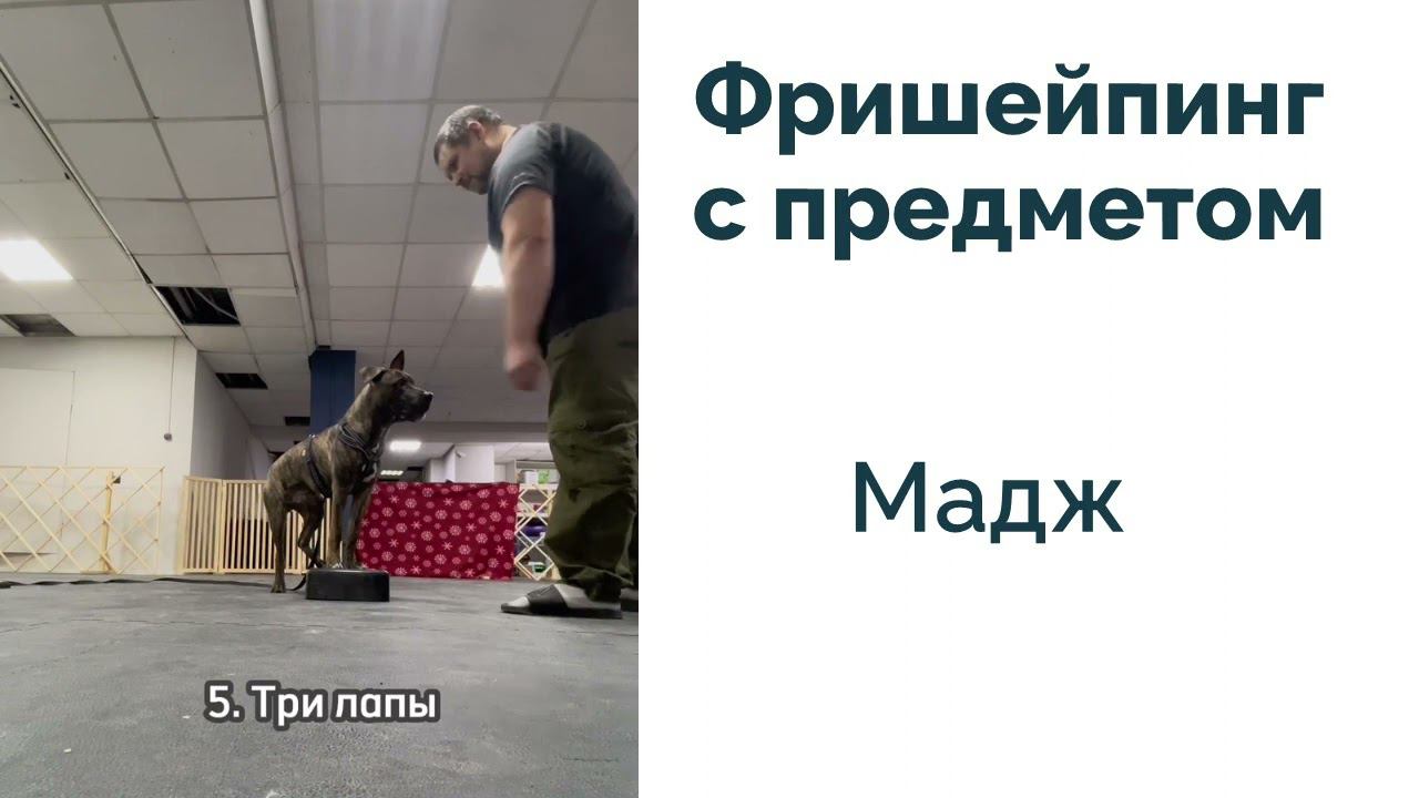 7. Фри шейпинг с предметом. Амстафф Мадж