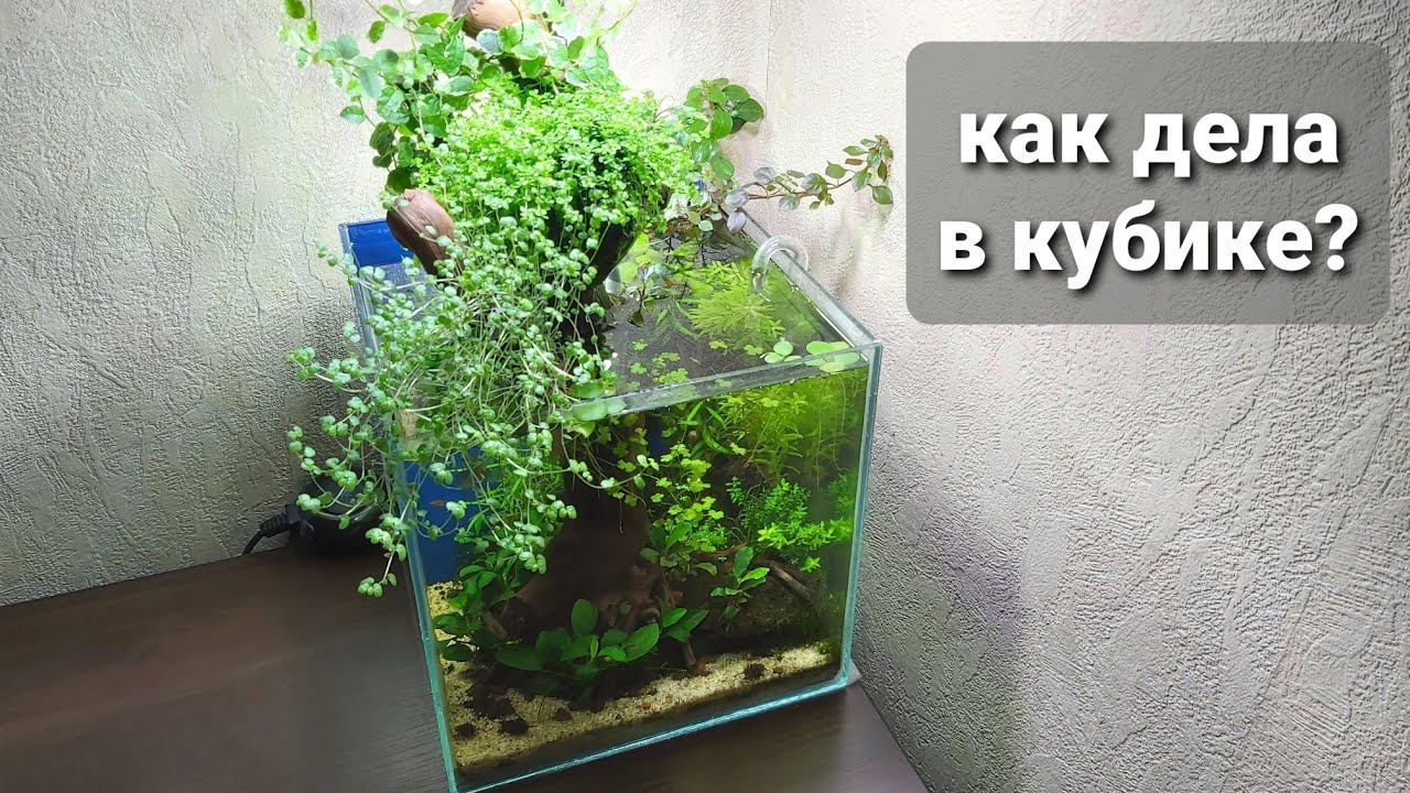 А как там кубик-инсулариум поживает?