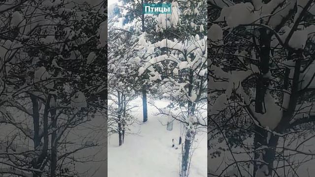 Птицы. Природа. Александра Миркушова