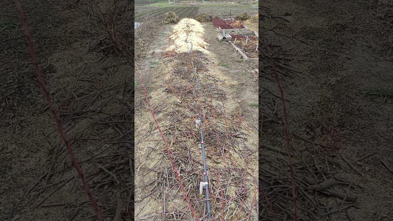 Мульчирование голубики.