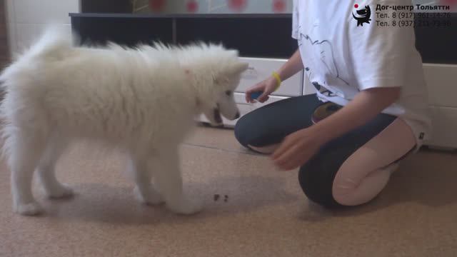 Обучение щенка не подбирать с земли. Первый этап. Дружкова Юлия и самоед Чандра. Тольятти, 19.07.22