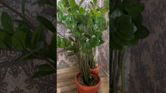 Замиокулькас