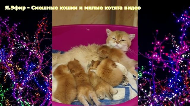 ютуб видео бесплатно приколы про животных, скачать бесплатные видео приколы про животных, видео прик