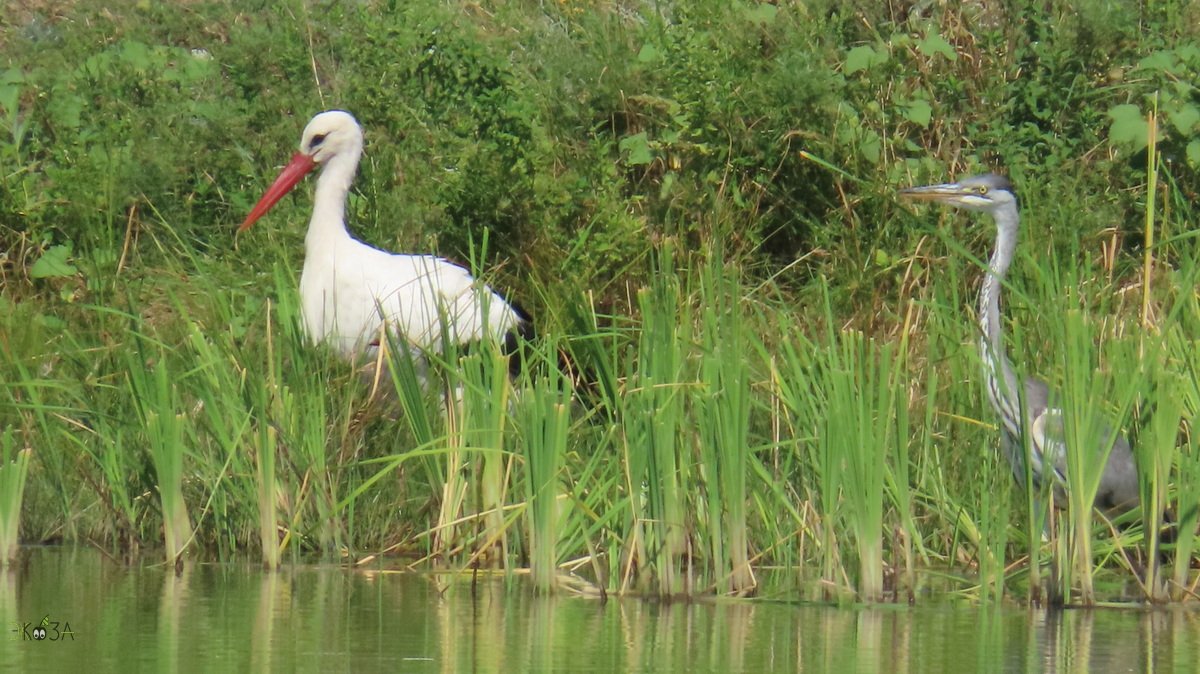 Рассвет, день, закат. Цапли, лунь,аист, лебеди, лысухи, утки, чомги, ласточки, бобр - на одном пруду