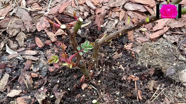 РЕАНИМАЦИЯ ИЛИ СТИМУЛЯЦИЯ РОЗ. ЧТО БУДЕМ ДЕЛАТЬ?