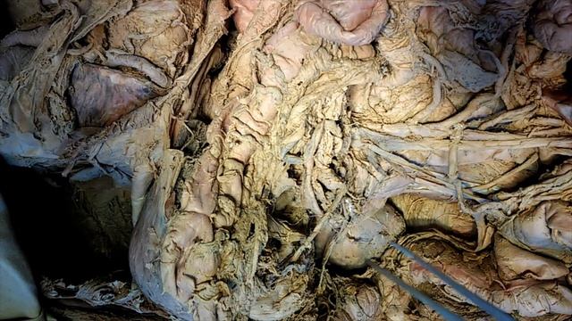 Непарные висцеральные ветви брюшной аорты. Воротная вена