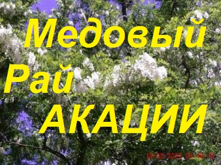 Акация "молочные реки" Лёт пчелы на 10 кг.