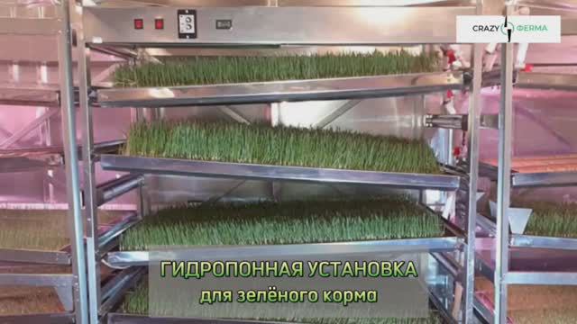 Как прорастить пшеницу быстро и без особого труда. Гидропонный корм.