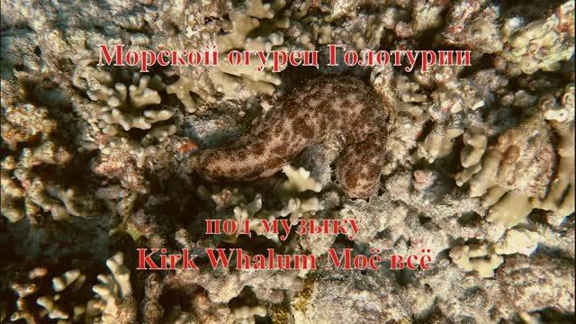 25. Морской огурец Голотурии под музыку Kirk Whalum Мое всё HD