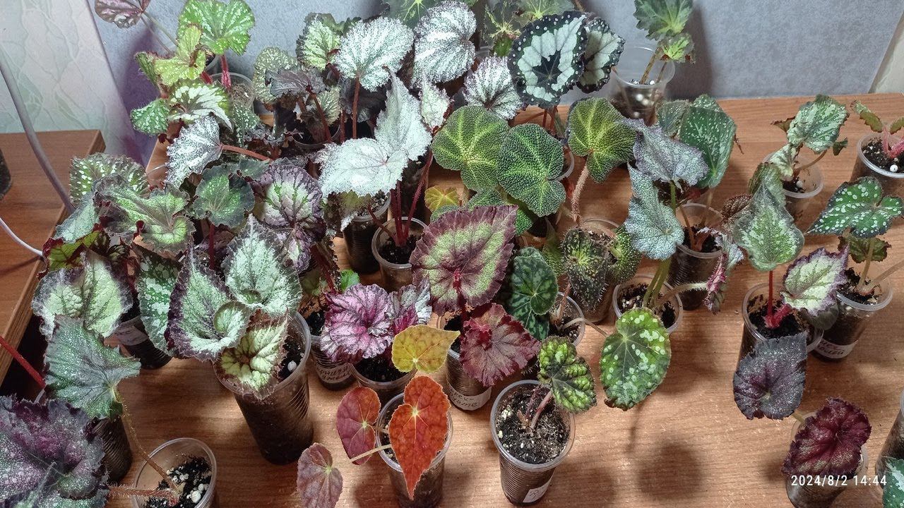 02.08.24. Излишки бегонии, цены снижены.