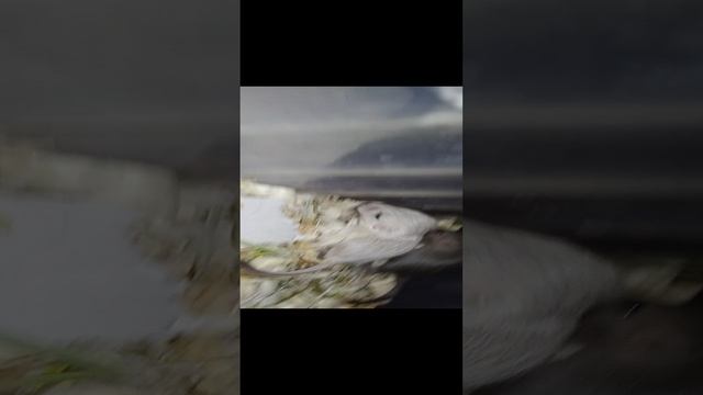 Детишки Катьки и Аркадия (Часть 2)