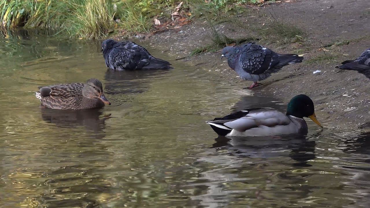 Озеро  (14.10.2023)