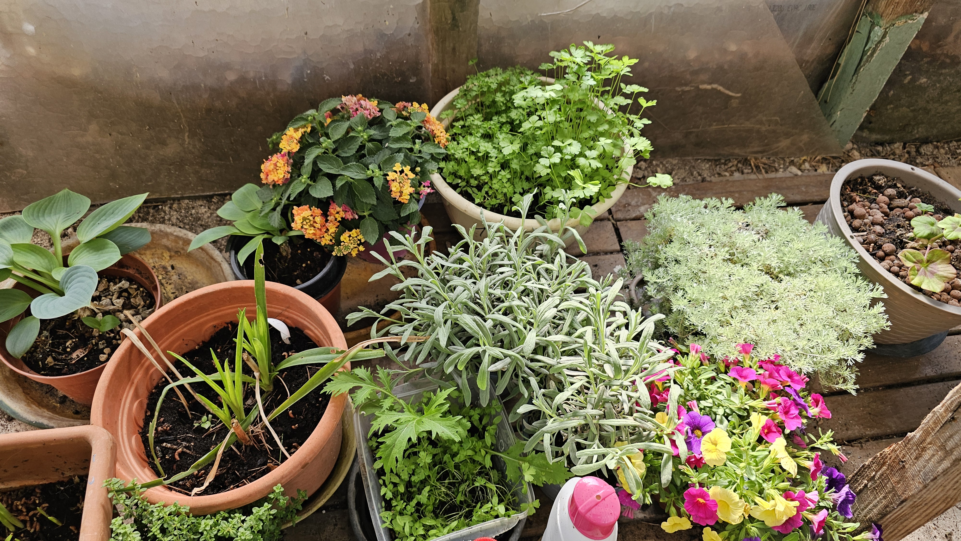 Ужасный месяц апрель: ледяной ветер,заморозки...Одни разочарования.Жалко растений