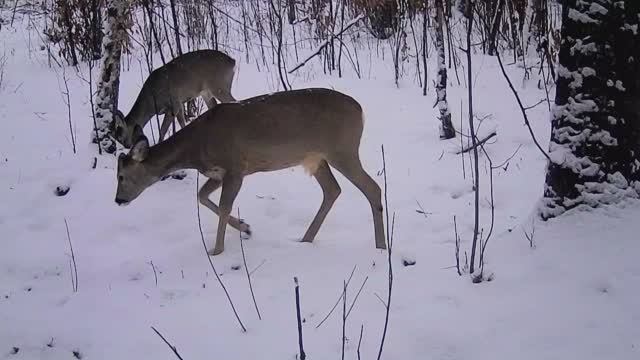 Косули ищут желуди под снегом