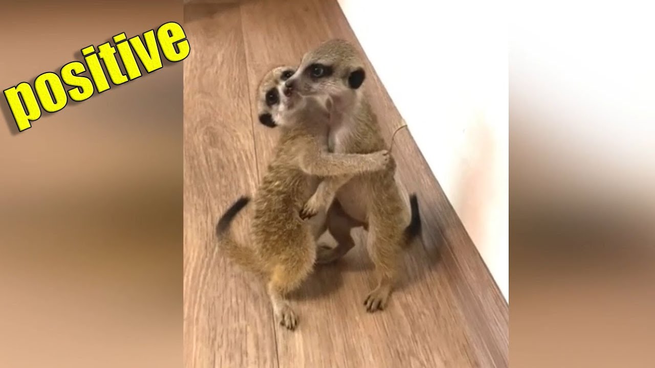 Очередная доза позитива для поднятия настроения #10