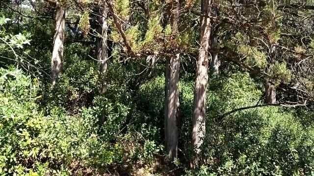 Можжевельник Высокий. Воронцовский дворец