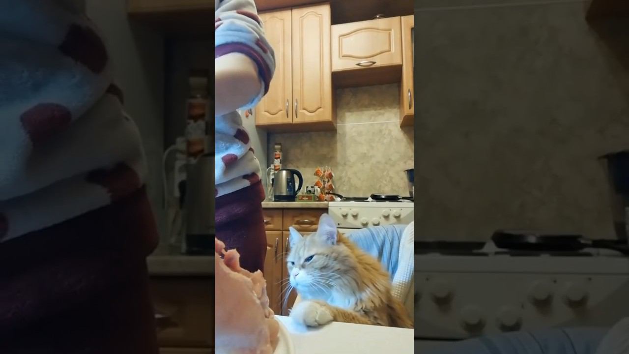 Сила воли👏👍 #животные #котики #силаволи