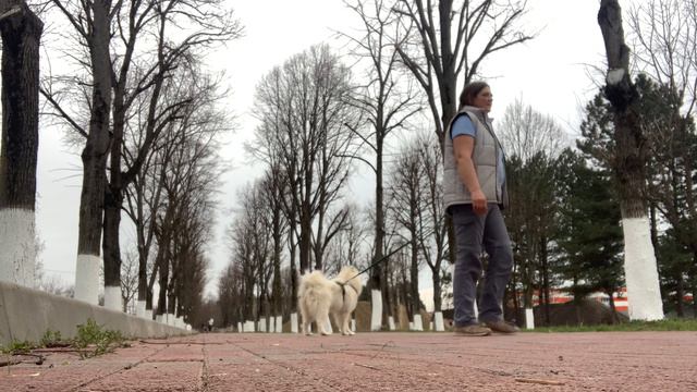 Учим собаку не тянуть поводок. Упражнение "Отшагивание назад" | дрессировка собак