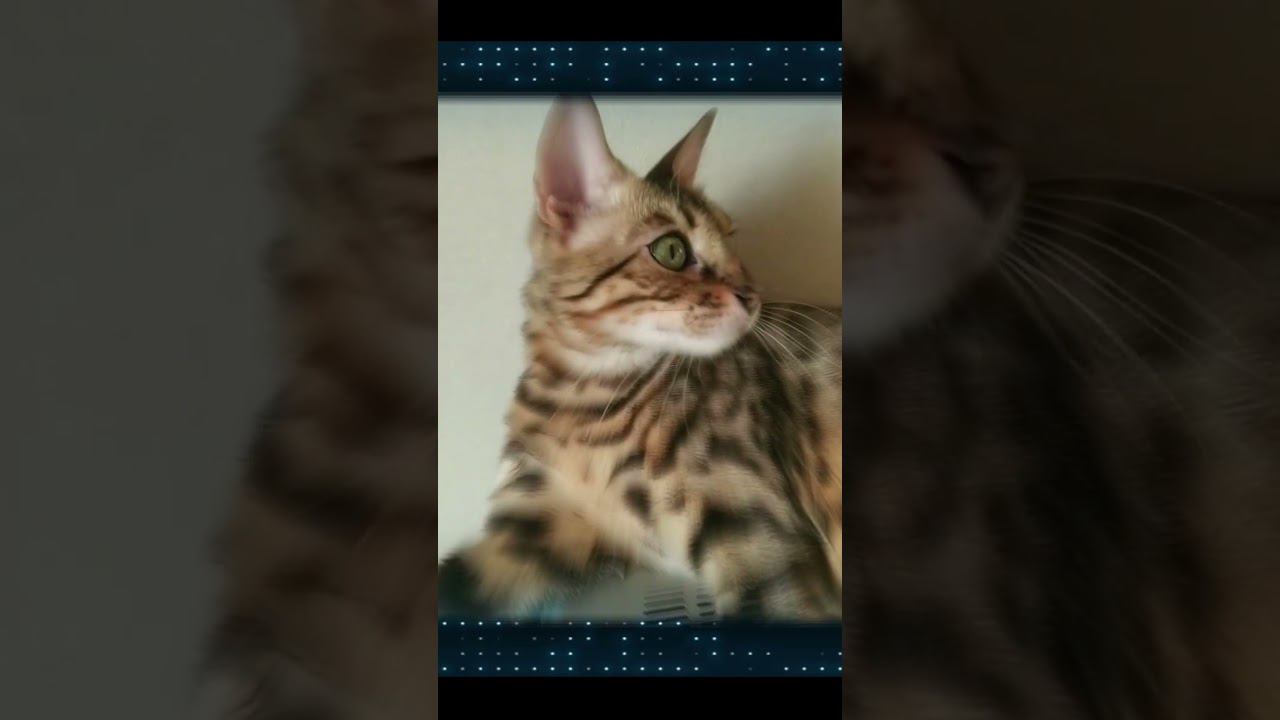 Кошка, как красивая женщина #shorts #short #shortvideo #shortsvideo #кот #кошки #cat #cats #catlover