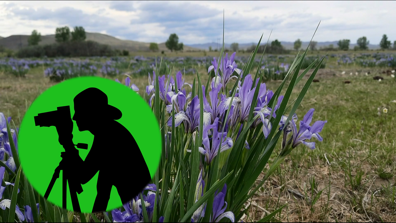 Пение птиц на цветущей поляне для вашего приятного сна, отдыха и эстетического удовольствия