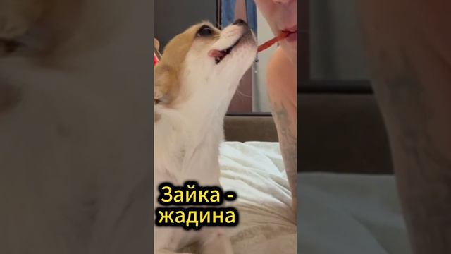 Зайка не даёт колбаску #чихуахуа