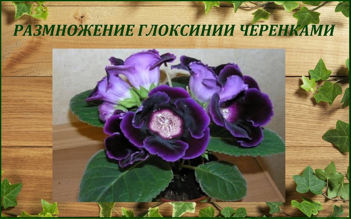 Глоксинии размножение черенками