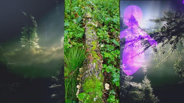 Грибы видеомонтаж на заказ 2023 портфолио