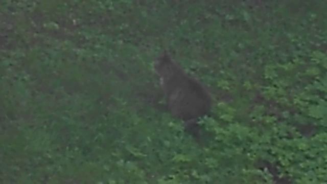 Без звука. Кошка. Жаркое летнее утро 4886484. DSCN5584