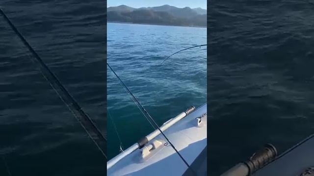 Аренда Яхт. Морское путешествие. Встречи с  Дельфинами. Лазаревское