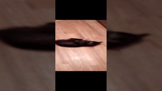 VID_20220712_210537.mp4