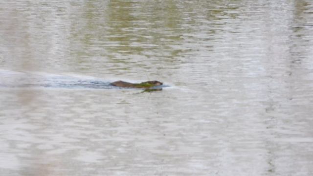 Ондатра, Новгородская область, 10 мая 2024