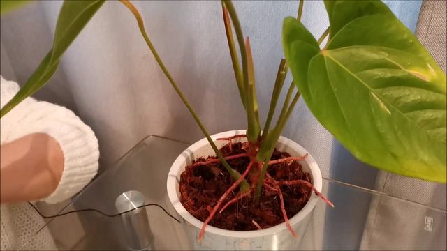 Мне не нравится, как он развивается, вмешательство в развитие антуриума Flamingo Orange