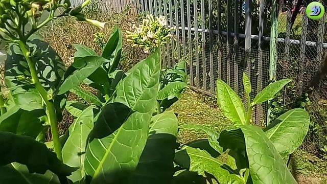 Замер листа сорта (Virginia Shirey) и другие.