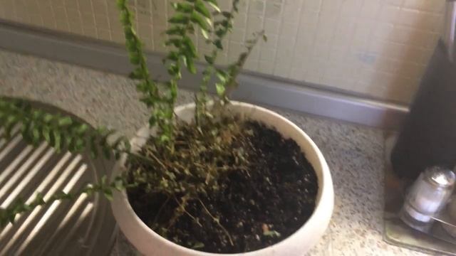 Папоротник гибнет. Помогите советом!!!