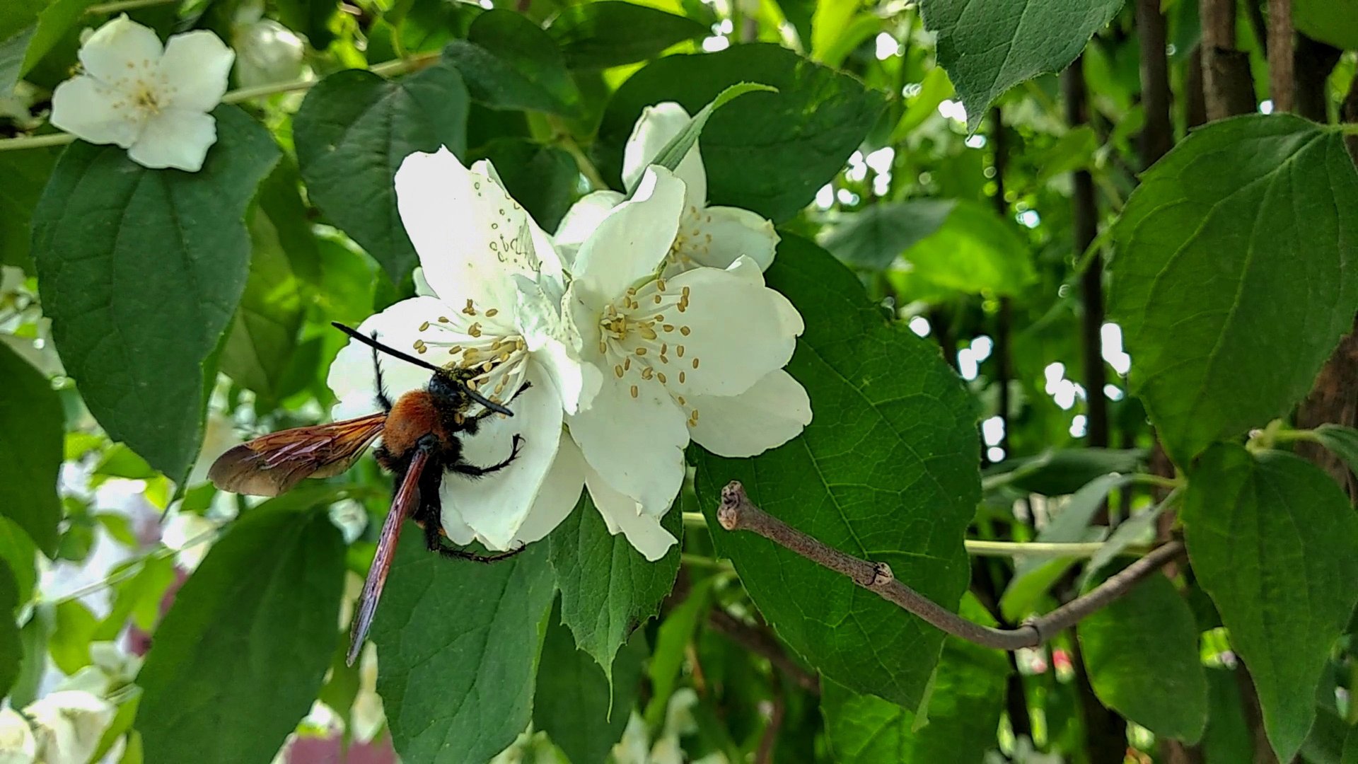 Королеве - королевский ужин | Цветение Чубушника
