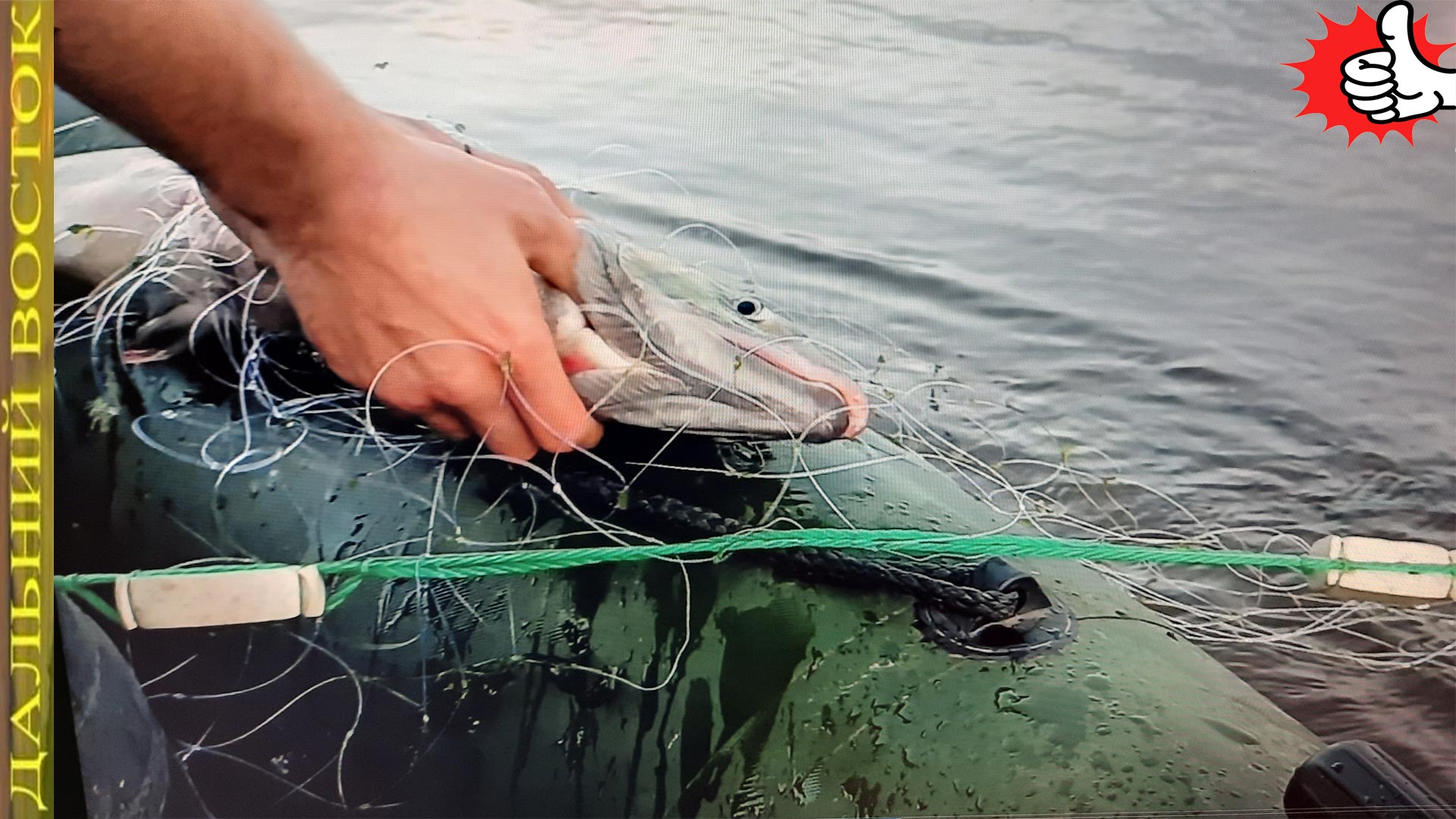 Проверка сети. Осенняя кета(лосось).avi