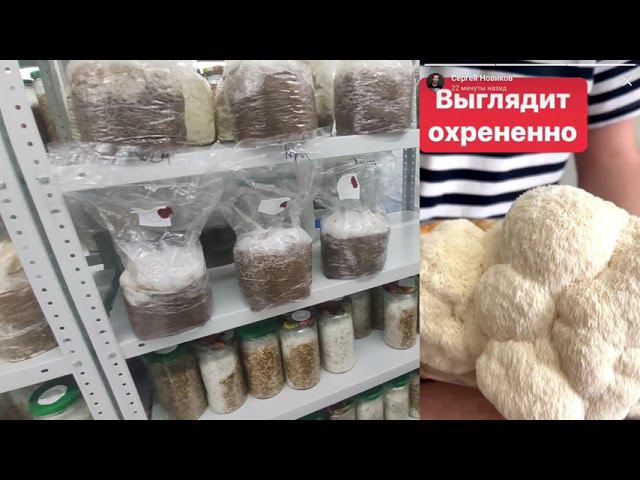 Простой температурный тест штаммов. Ежовик гребенчатый. Грибные блоки. Отзывы о приёме Ежовика.