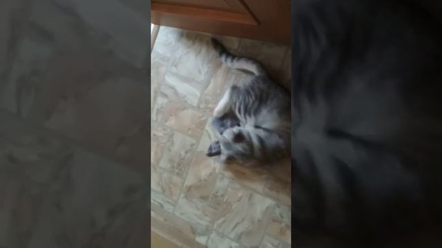 Кот Жора - Тренировка