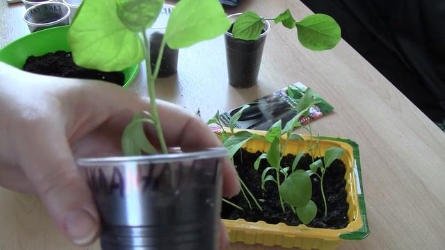 Баклажаны.mp4