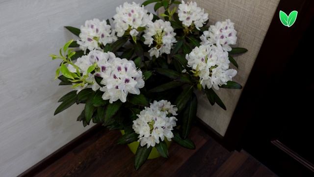 Рододендрон Кальсап обзор