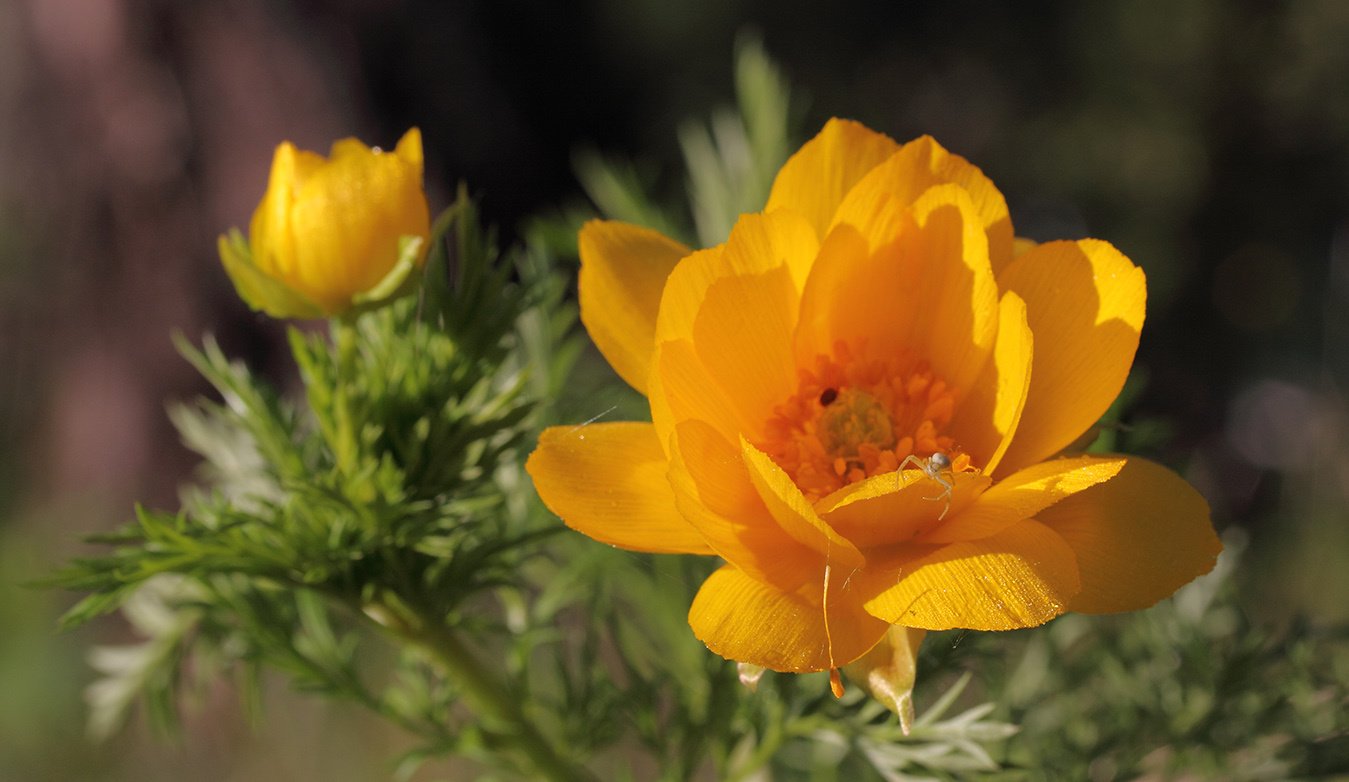 Адонис РЕЛАКС АРТ-ТЕРАПИЯ ИМПРОВИЗАЦИЯ композитор Виктор Анохин #музыка #instrumental #piano #цветы