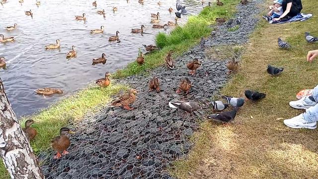 Бутово парк летом – карусель, кормим уточек и катаемся на качелях все вместе