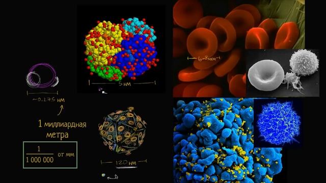 Масштаб клетки (видео 2)   Строение клетки   Биология.mp4