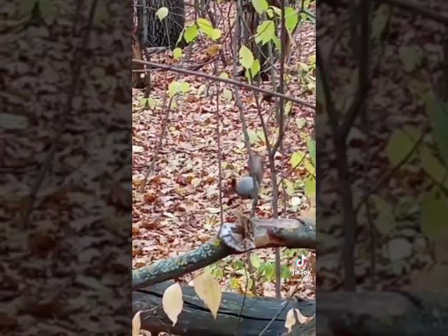 В городском лесу