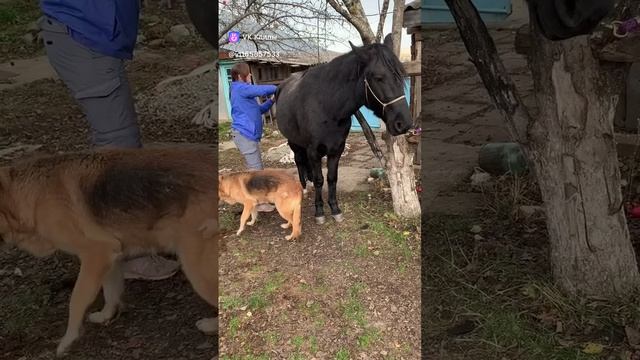 Массаж лошади #shorts