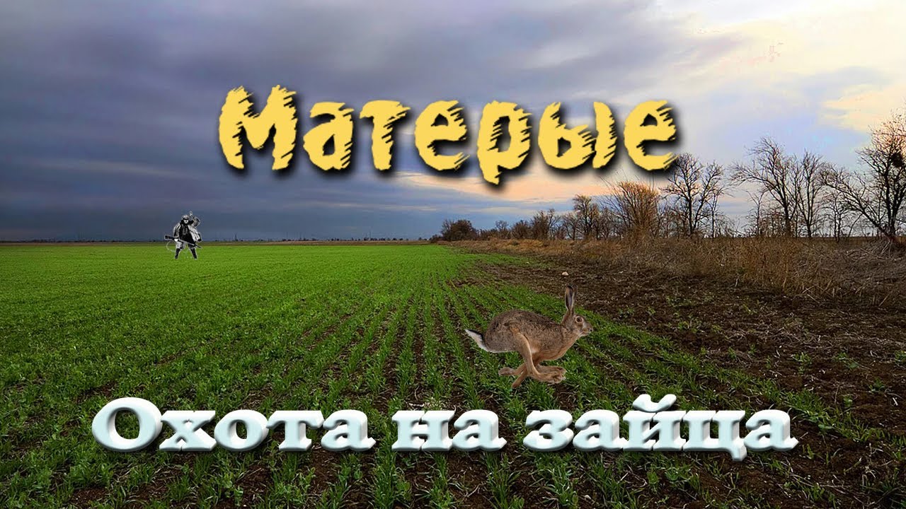 Охота на зайца.  Матерые, огромные, крепкие.