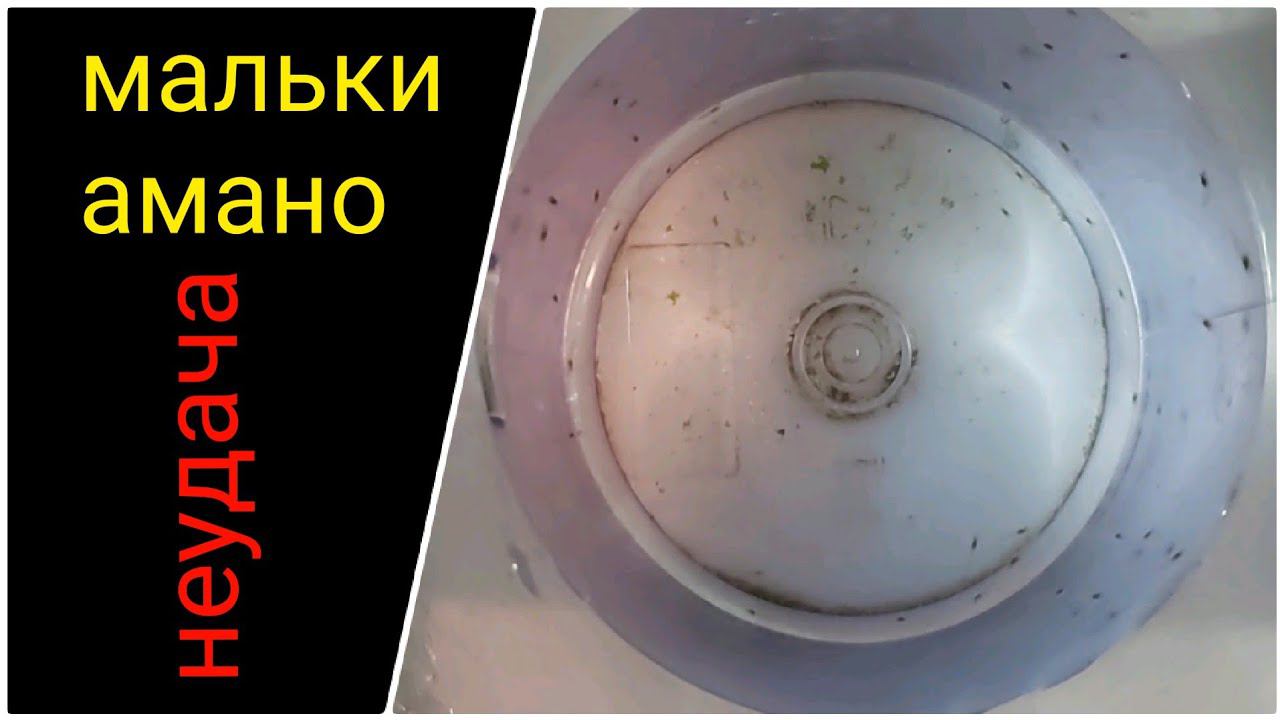 Аманки. Ломаем копья об их разведение.