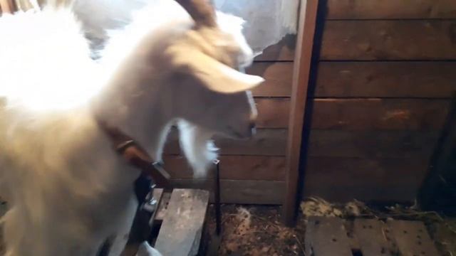 Купили дойную козу.