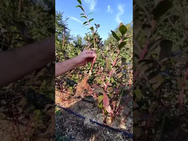 Размножение голубики