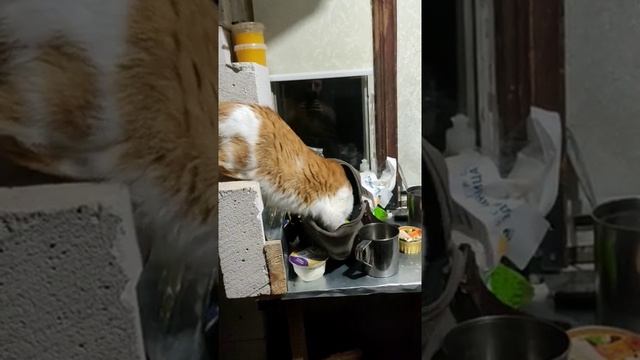 Инспектор Гадя. Досмотр личных вещей.